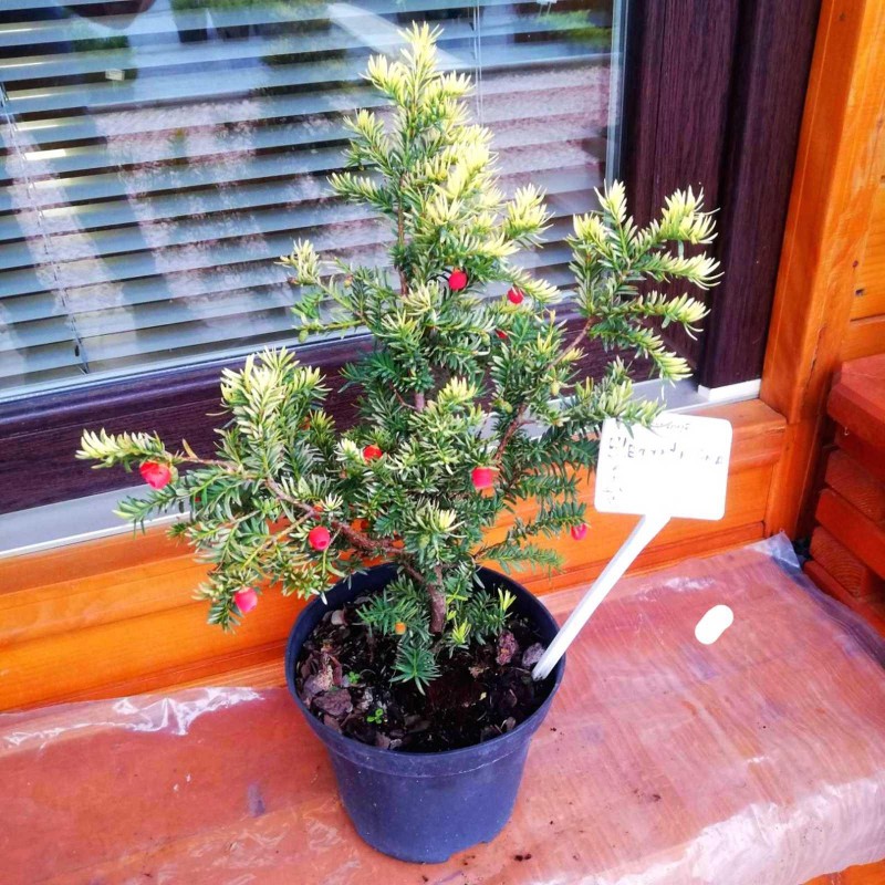 Элегантиссима Тис ягідний Елегантіссіма Taxus baccata Elegantissima